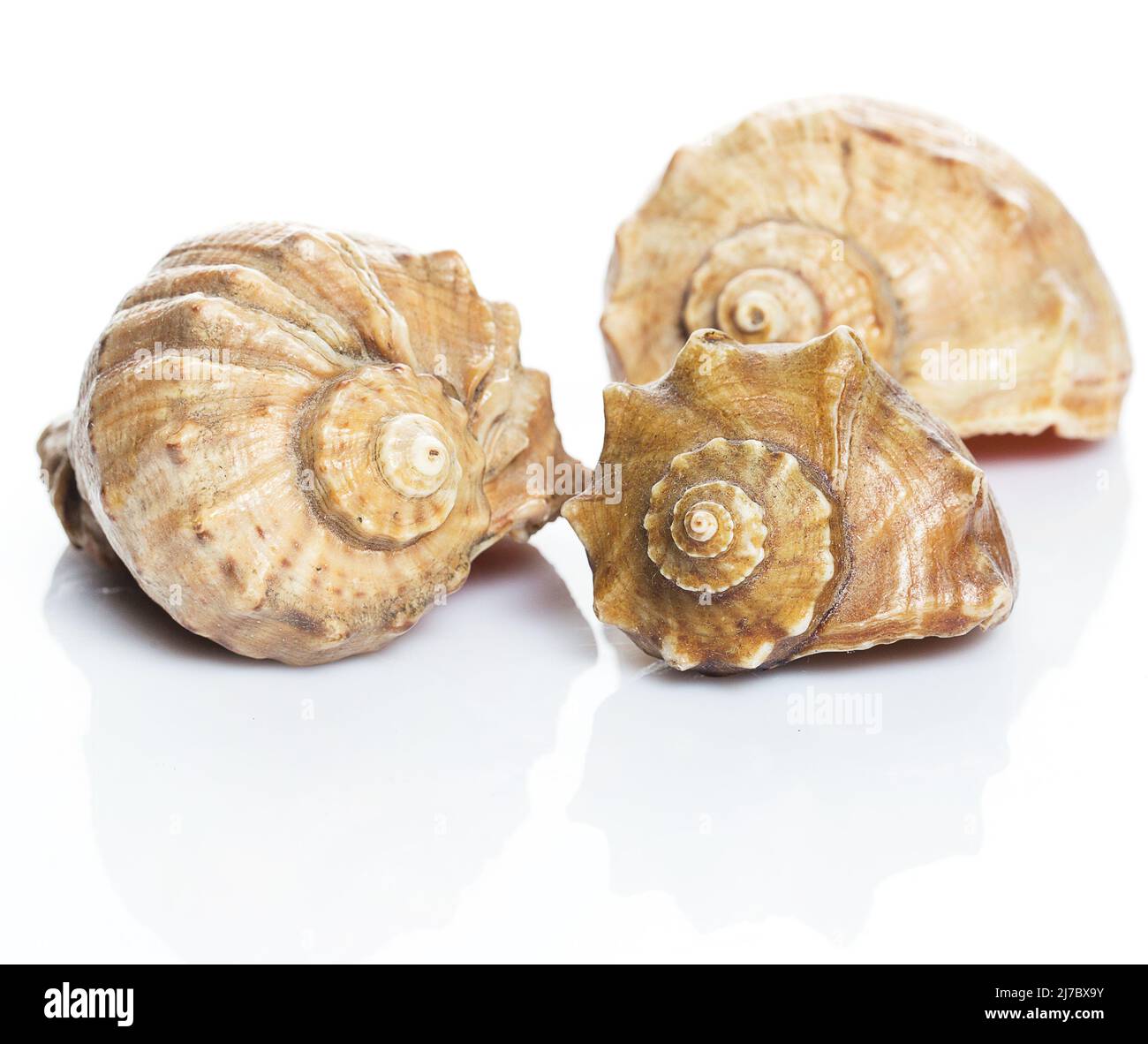 Close up seashells on beach Cut Out Stock Images & Pictures - Alamy