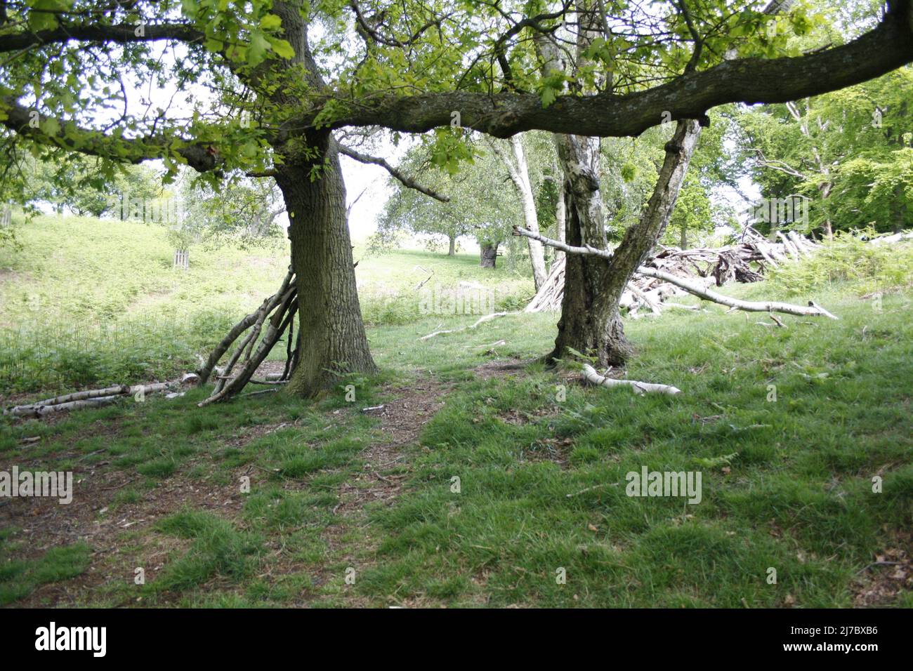 A branch between two trees Stock Photo - Alamy