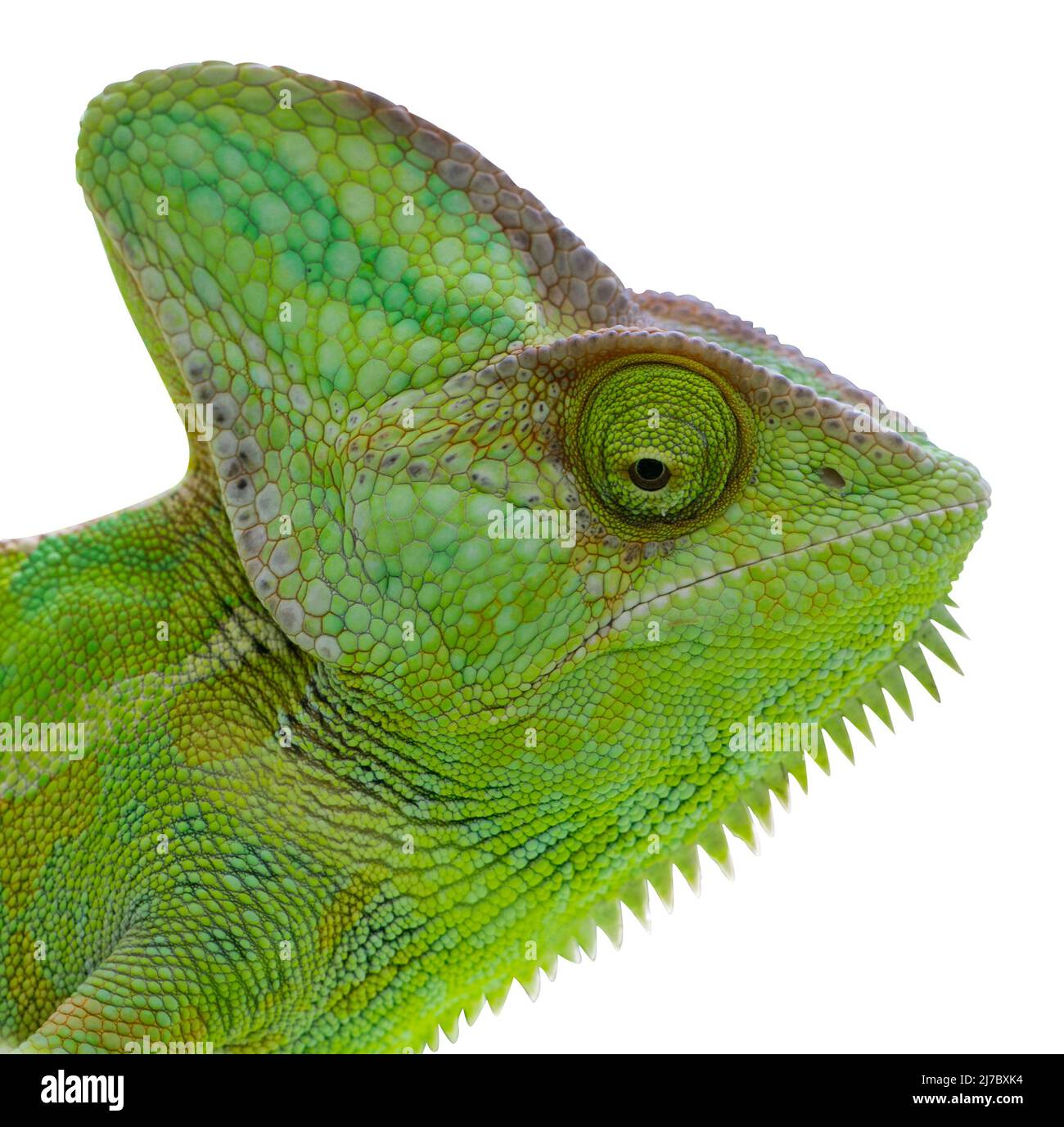 Chameleon isolated head on white background. Female Yemen Chameleon ...