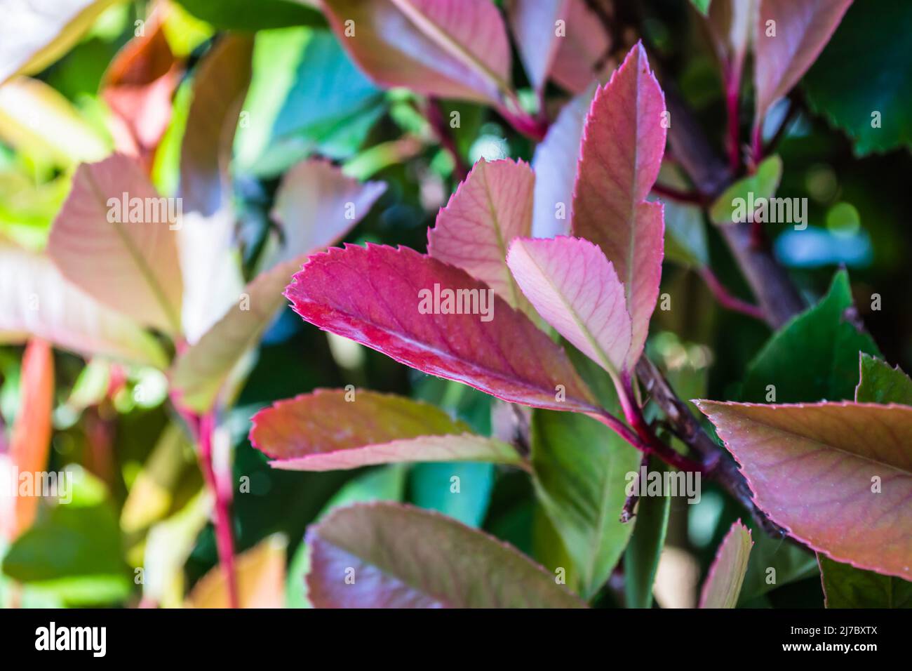 Leaves nurtured and beautifully arranged hedge fence - Photinia Red ...