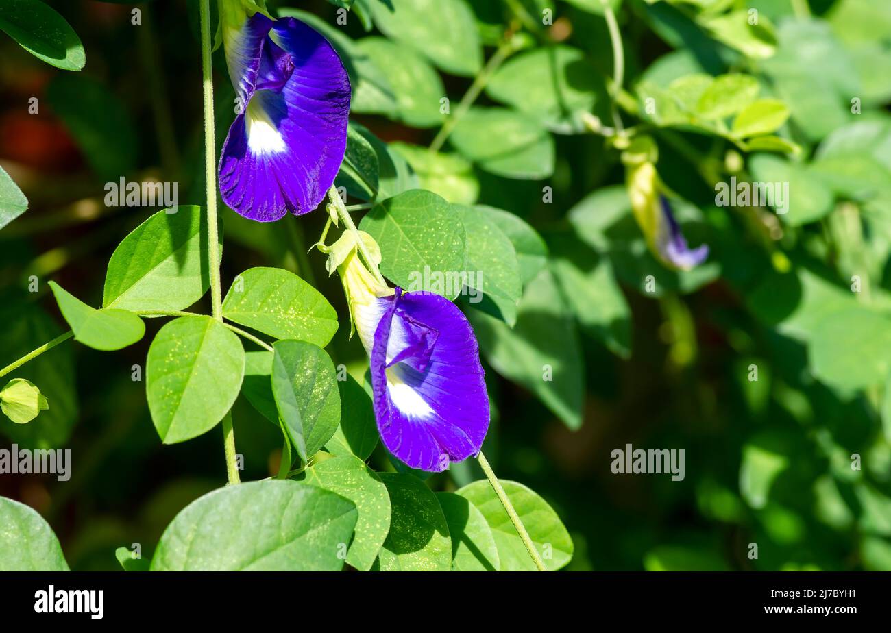 Clitoria ternatea flower, commonly known as Asian pigeonwings ...