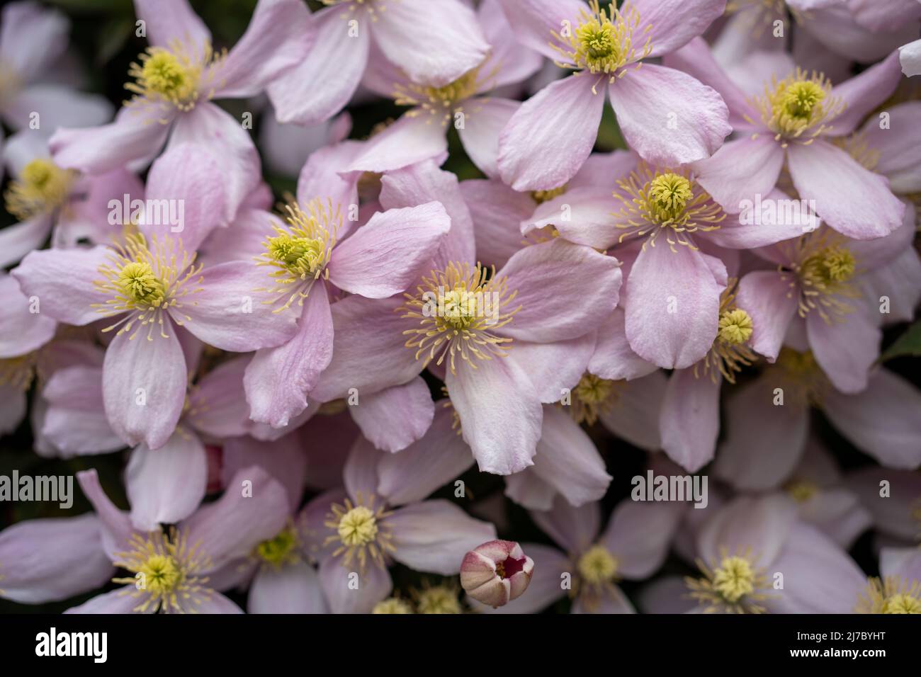 Clematis wallpaper hi-res stock photography and images - Alamy