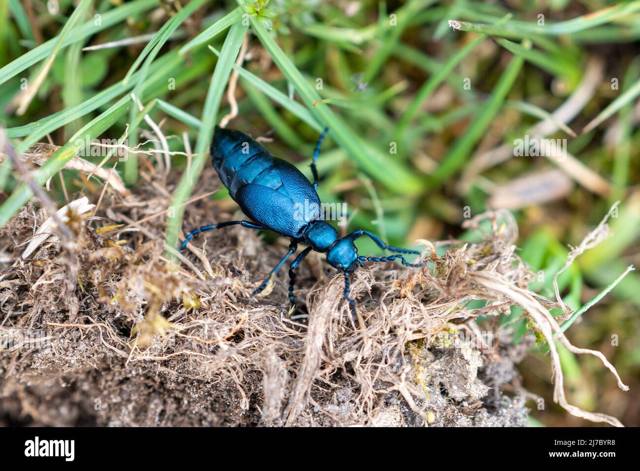 Violet oil beetle (Meloe violaceus), in the Northumberland National ...