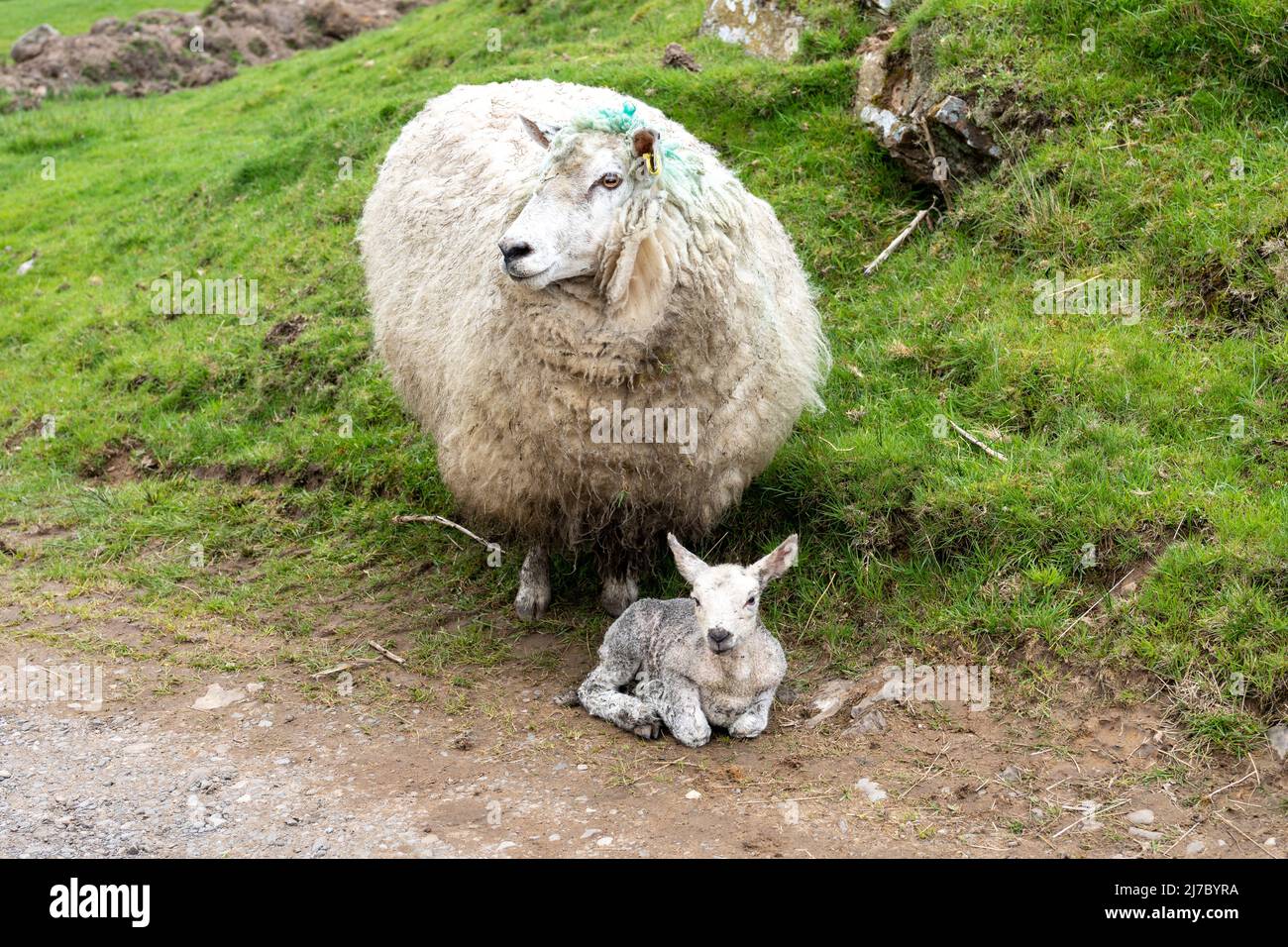 Sheep with week-old lamb on a farm track on the edge of grassland Stock ...