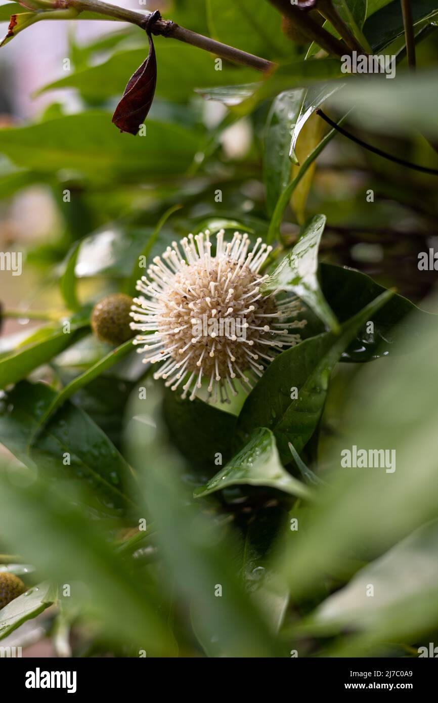 Buttonbush ( Cephalanthus occidentalis ) ornamental plant with its ...