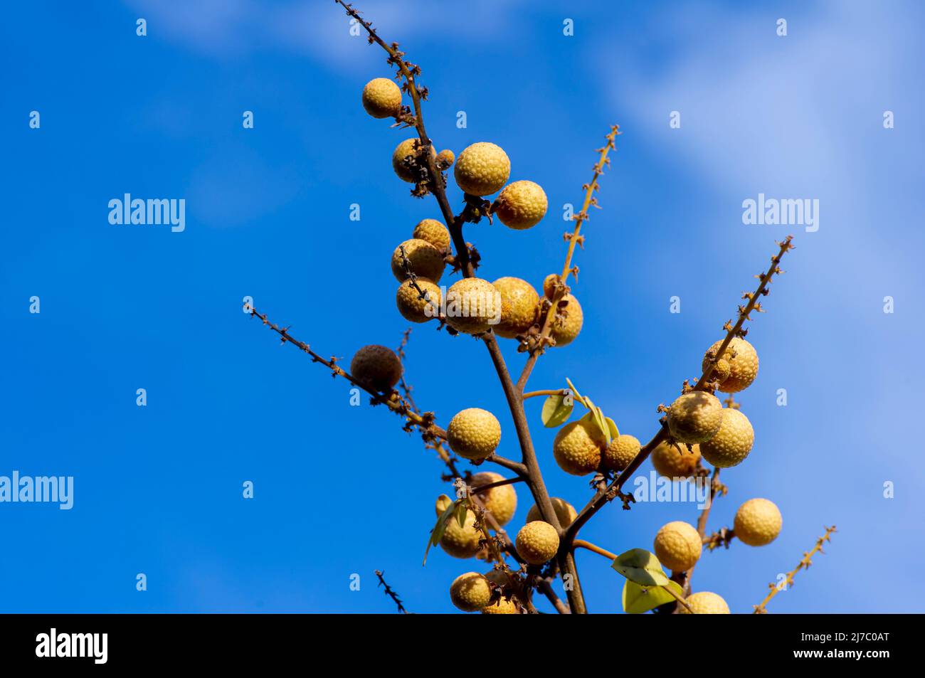 Longan fruit honey hi-res stock photography and images - Alamy