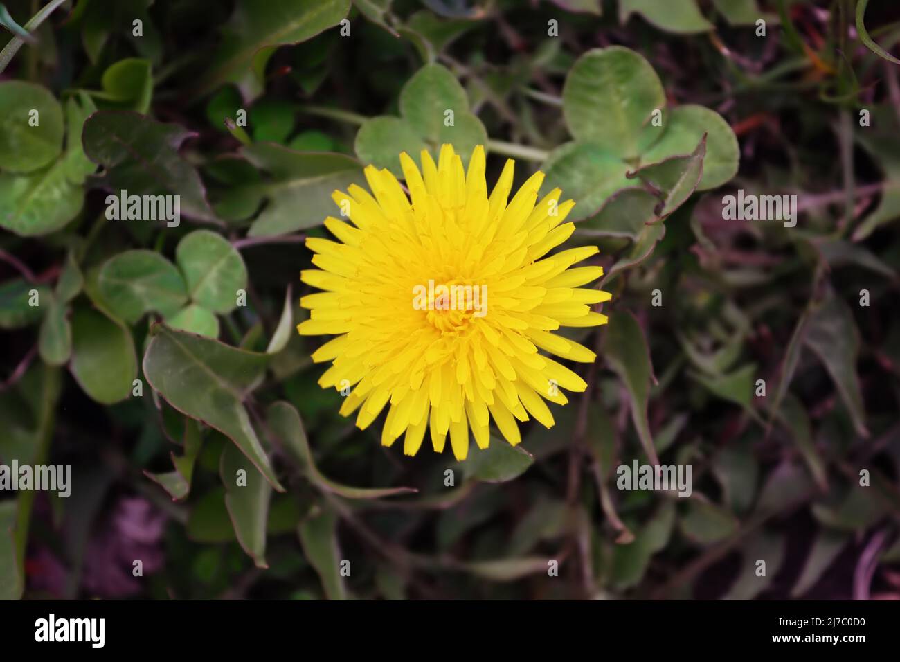 Yellow dandelion close-up on a dark background of green grass - top ...