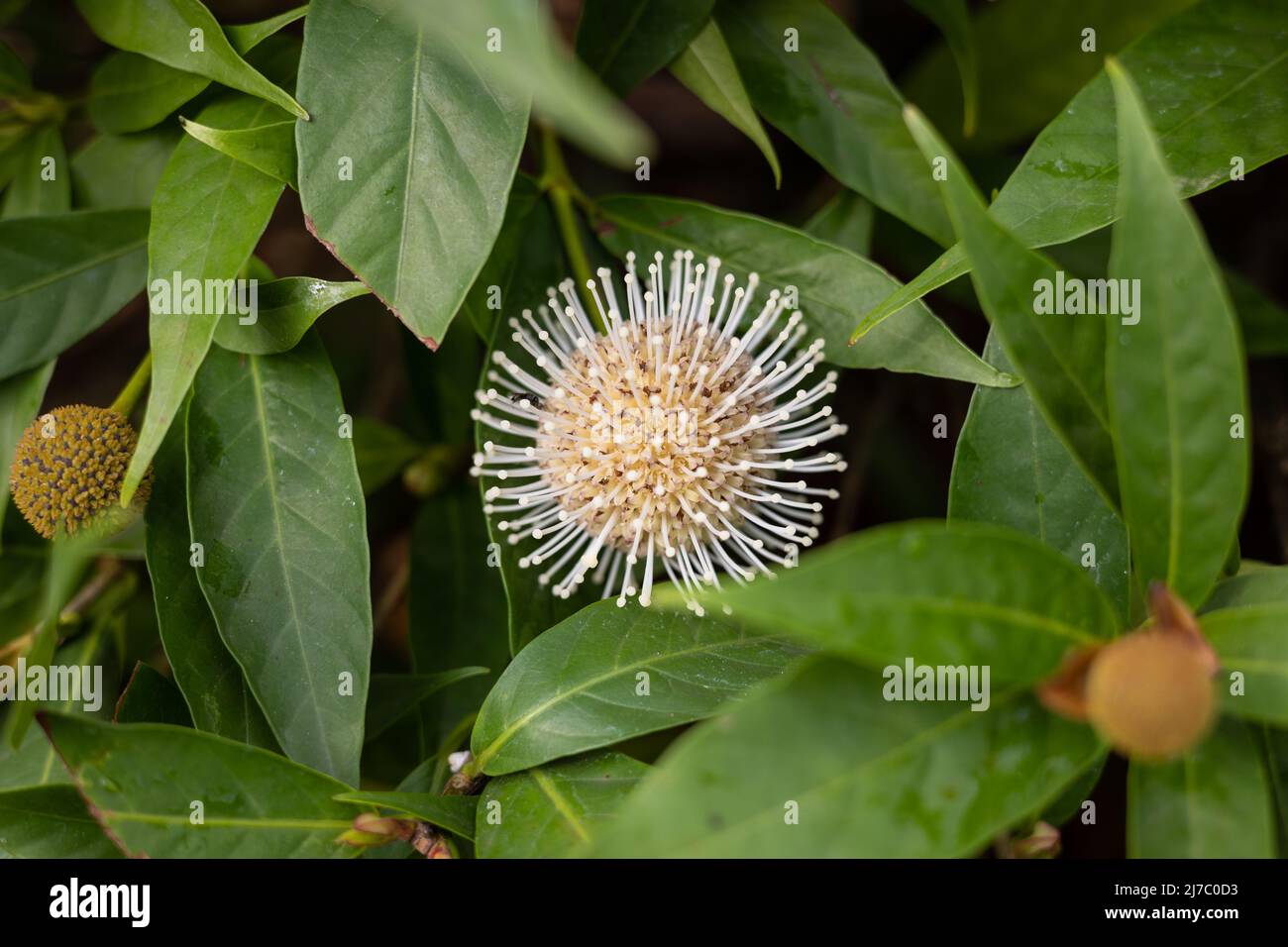 Buttonbush ( Cephalanthus occidentalis ) ornamental plant with its ...