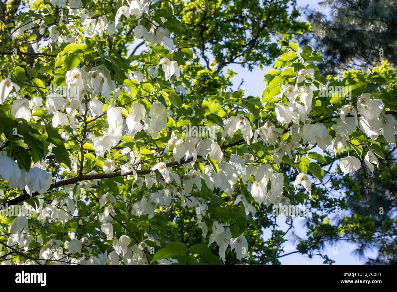handkerchief tree is a medium-sized deciduous tree with bright green ...