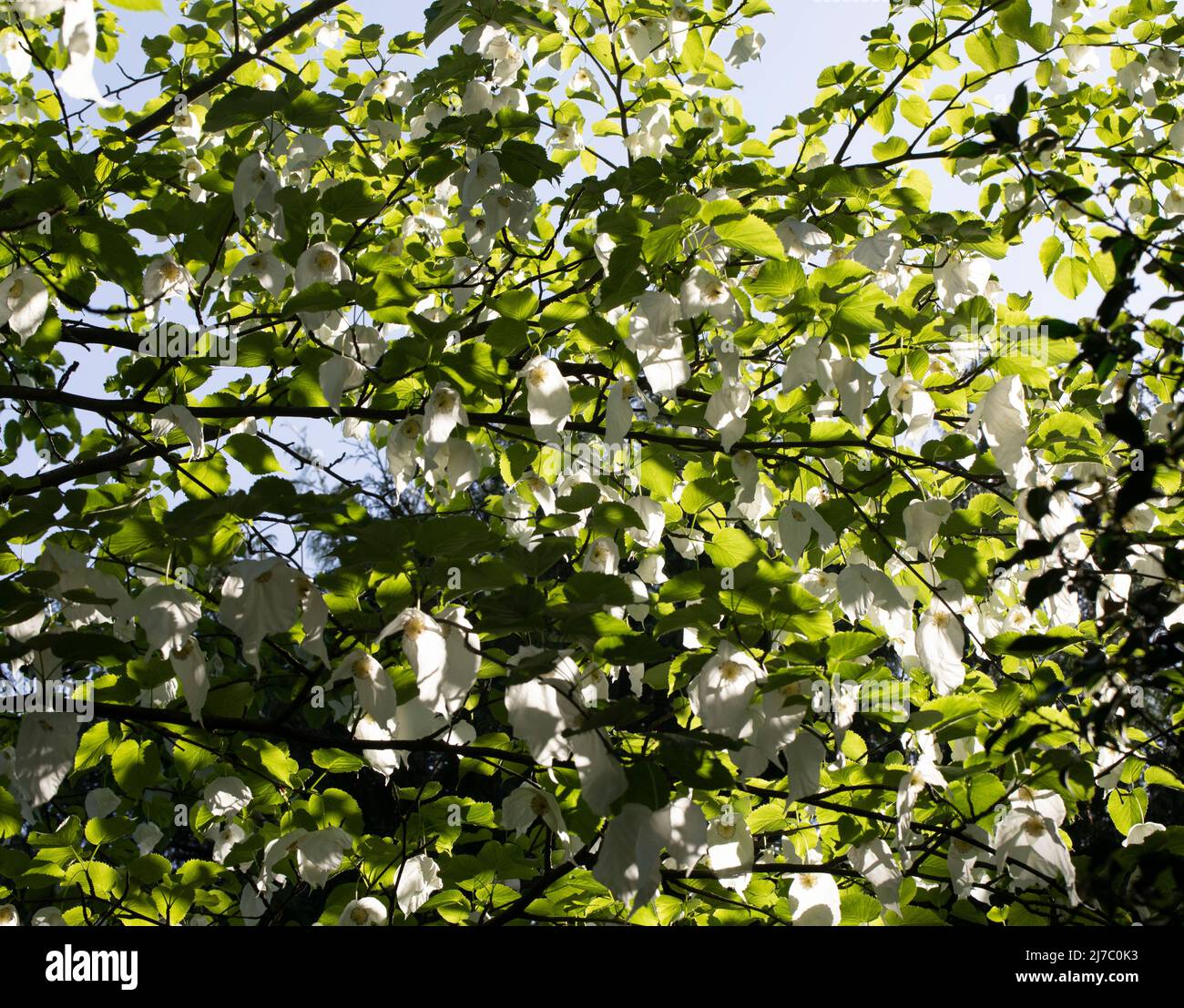 handkerchief tree is a medium-sized deciduous tree with bright green ...