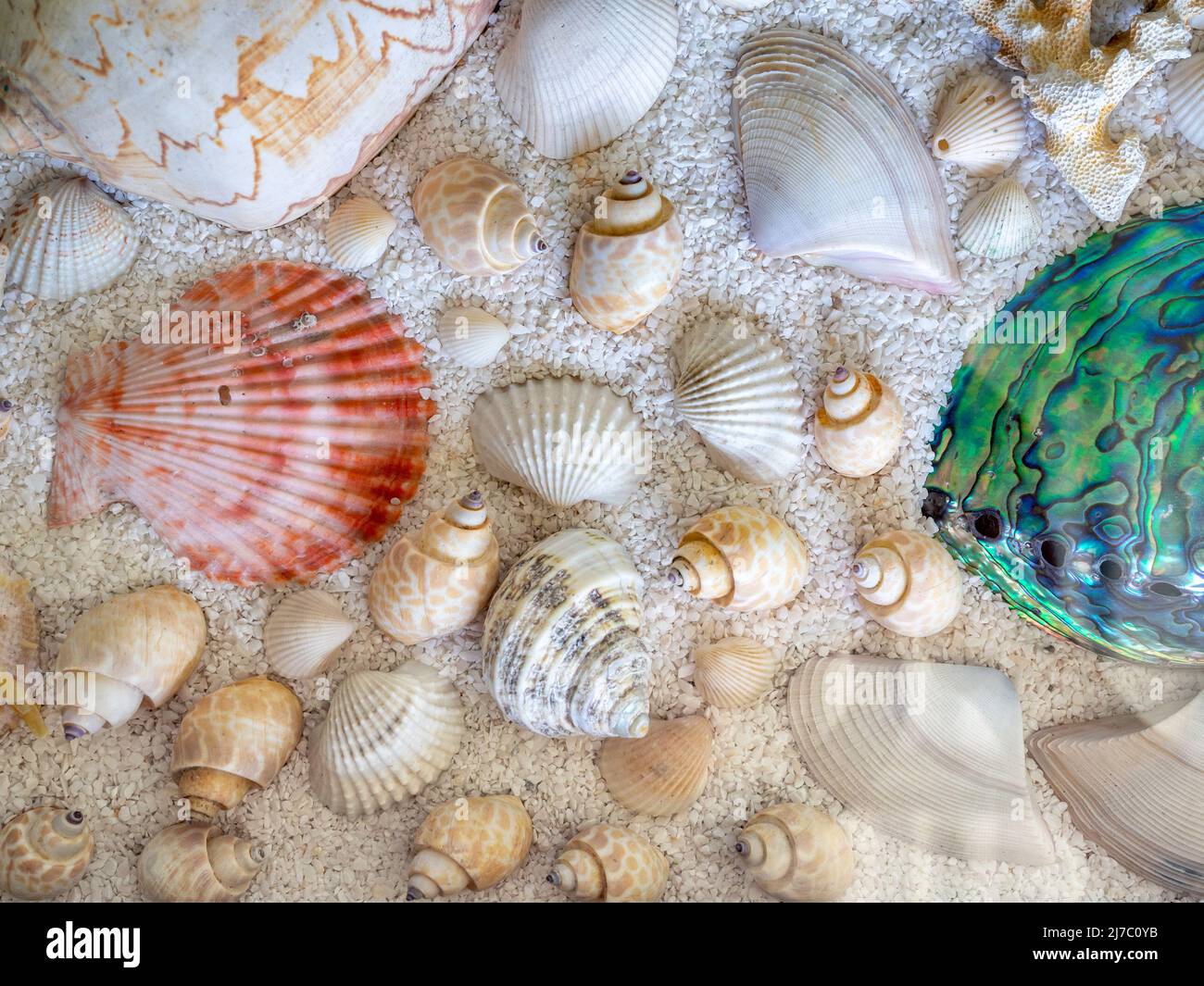 Seashell background. Various colorful, kinds and shapes seashell on ...