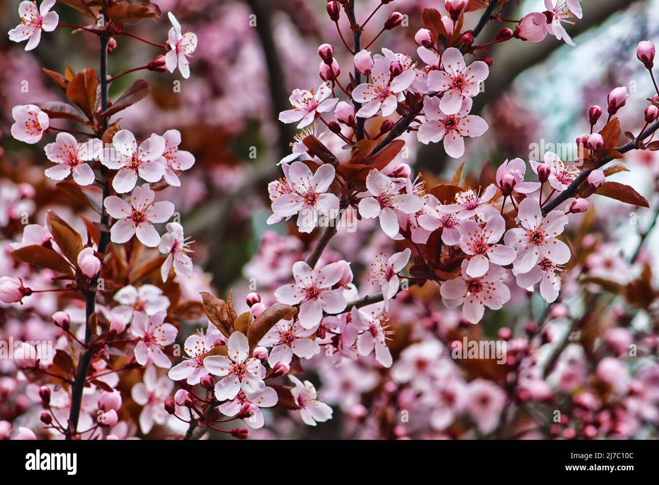 View of branches of pink sakura tree in the spring Stock Photo - Alamy
