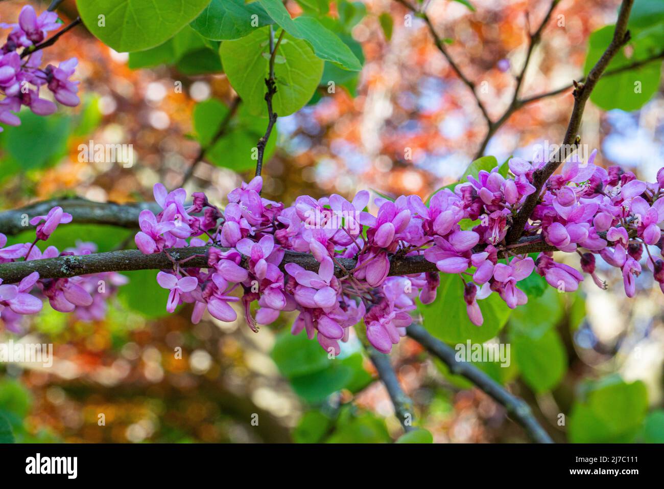 Judas tree flowers,This species forms a small tree up to 12 m (39 ft ...