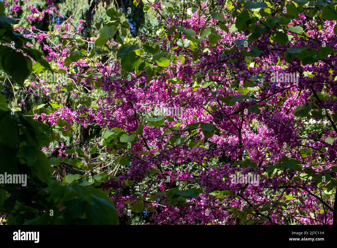Judas tree flowers,This species forms a small tree up to 12 m (39 ft ...