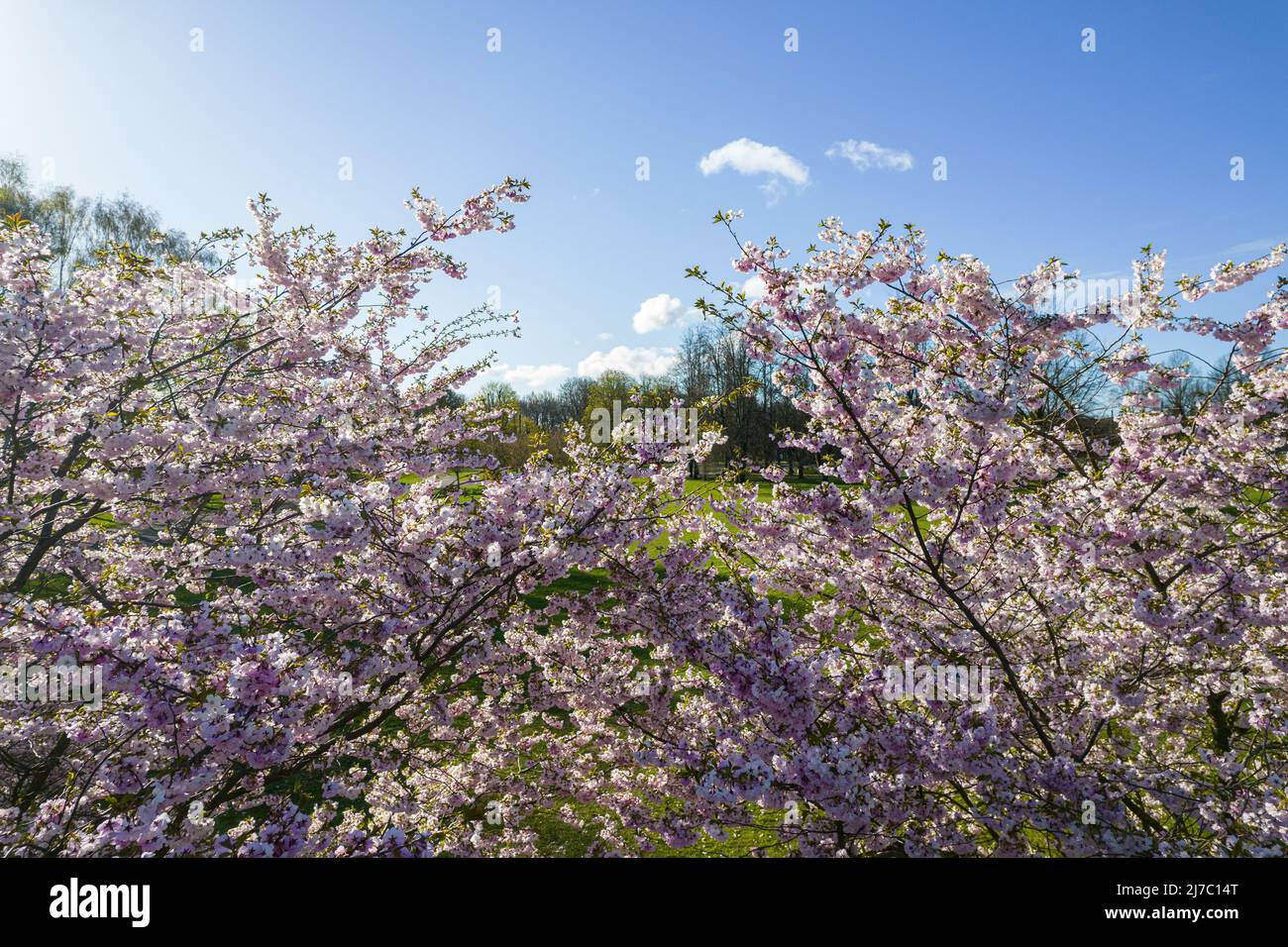 Aerial view of beautiful cherry blossoms in park. Drone photo of sakura ...
