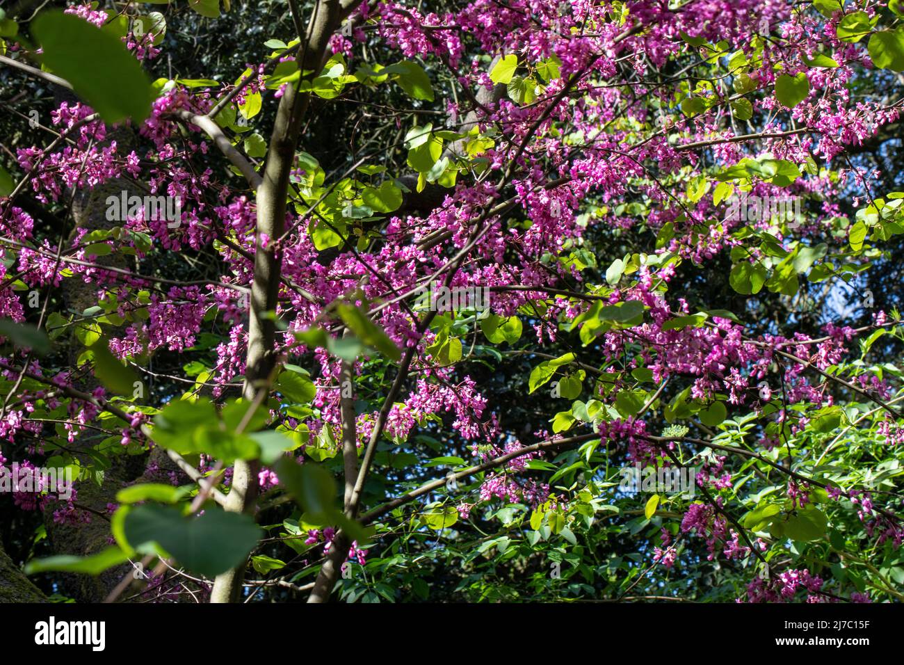 Judas tree flowers,This species forms a small tree up to 12 m (39 ft ...