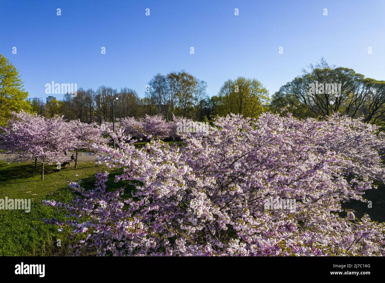 Aerial view of beautiful cherry blossoms in park. Drone photo of sakura ...