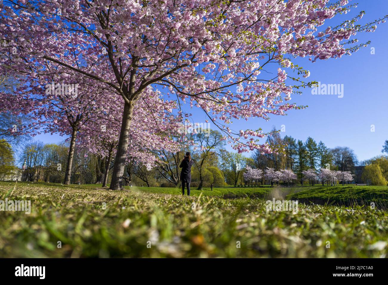 Aerial view of beautiful cherry blossoms in park. Drone photo of sakura ...