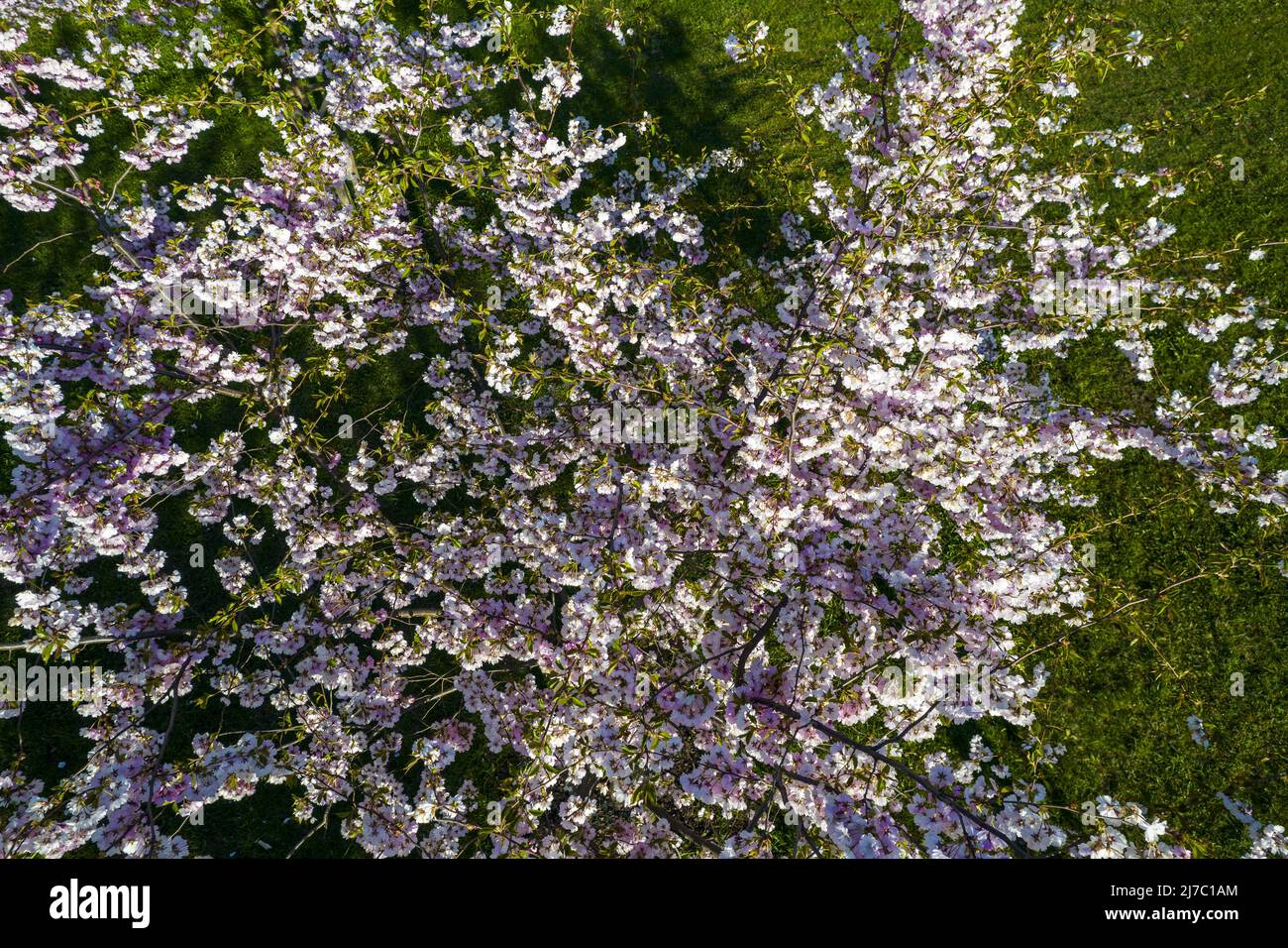 Aerial view of beautiful cherry blossoms in park. Drone photo of sakura ...