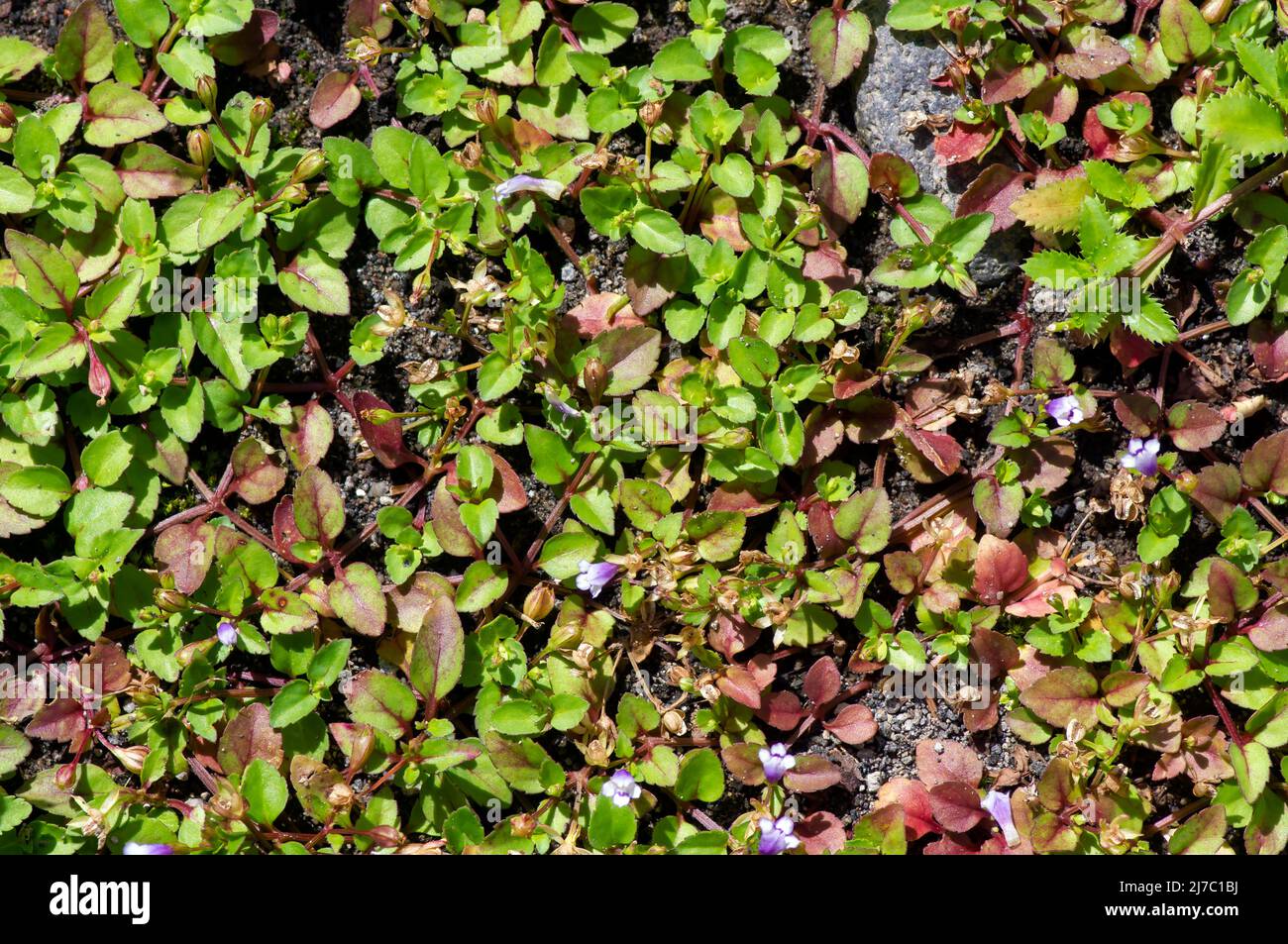 Greenery wallpaper hi-res stock photography and images - Alamy