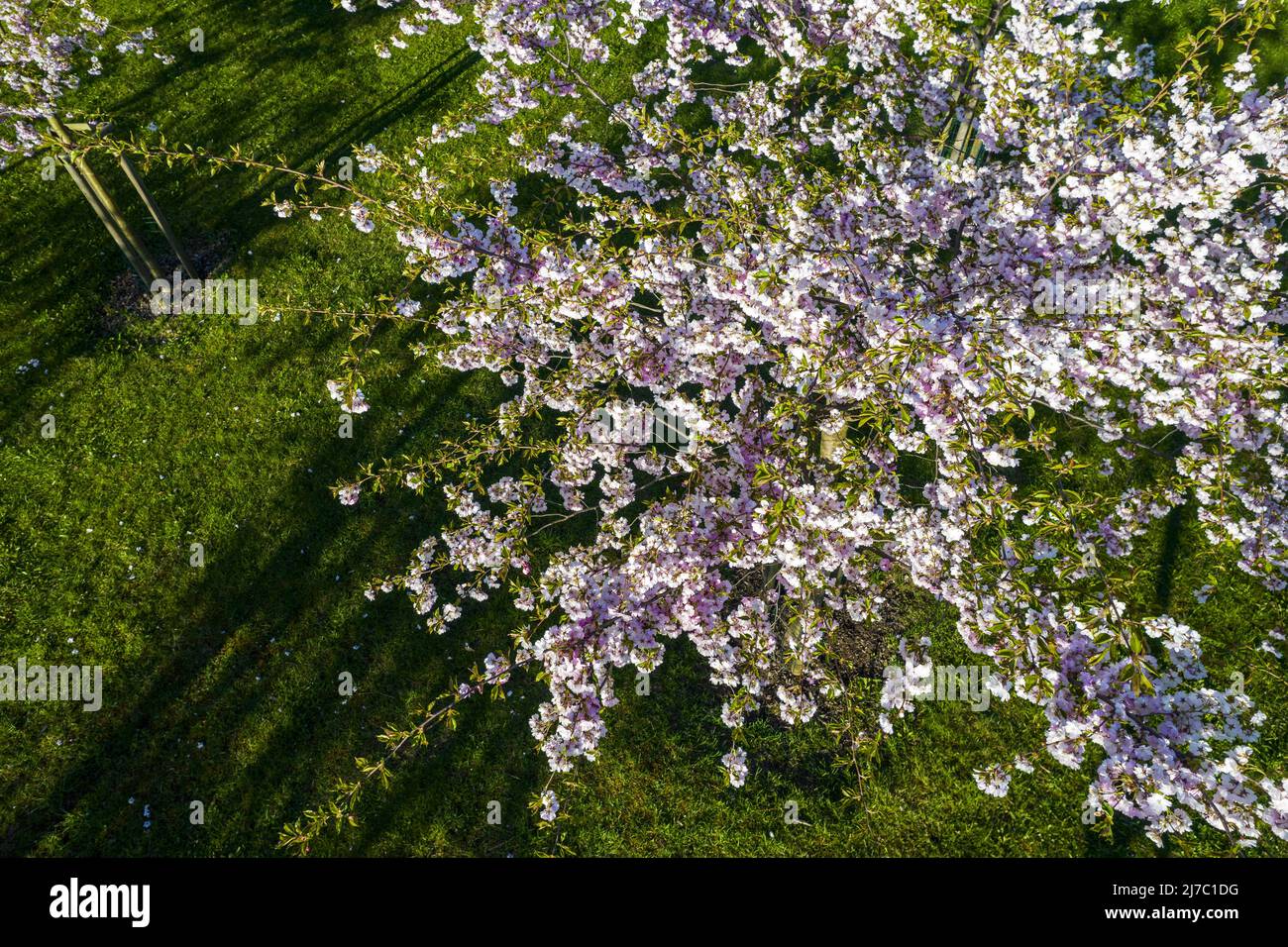 Aerial view of beautiful cherry blossoms in park. Drone photo of sakura ...