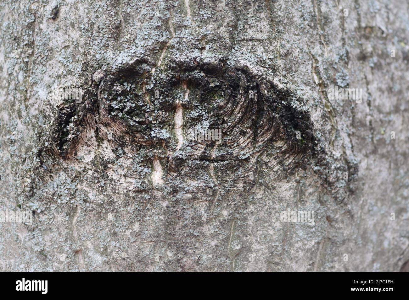 Sign in the form of a human eye appeared on the surface of the tree ...