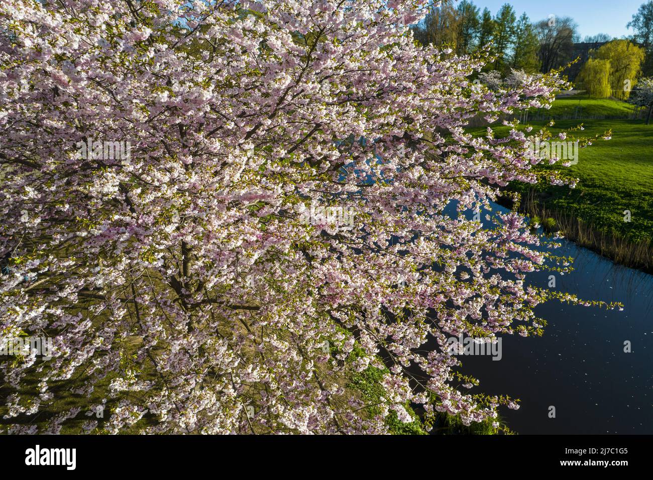 Aerial view of beautiful cherry blossoms in park. Drone photo of sakura ...