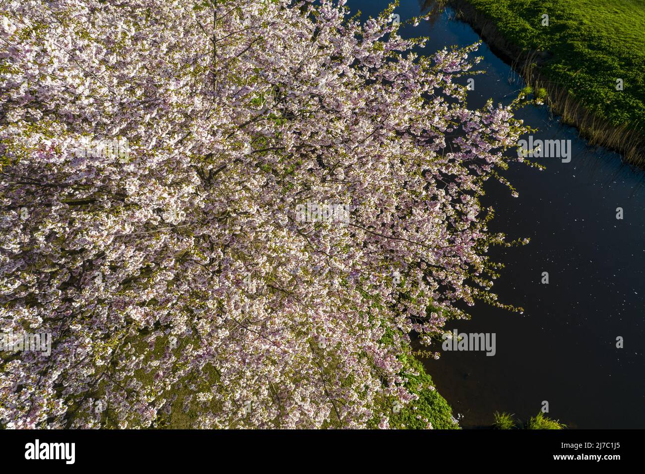 Aerial view of beautiful cherry blossoms in park. Drone photo of sakura ...