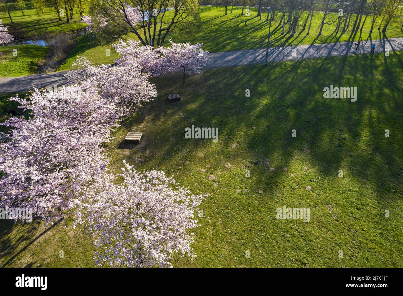 Aerial view of beautiful cherry blossoms in park. Drone photo of sakura ...