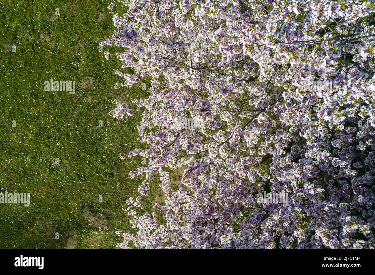 Aerial view of beautiful cherry blossoms in park. Drone photo of sakura ...