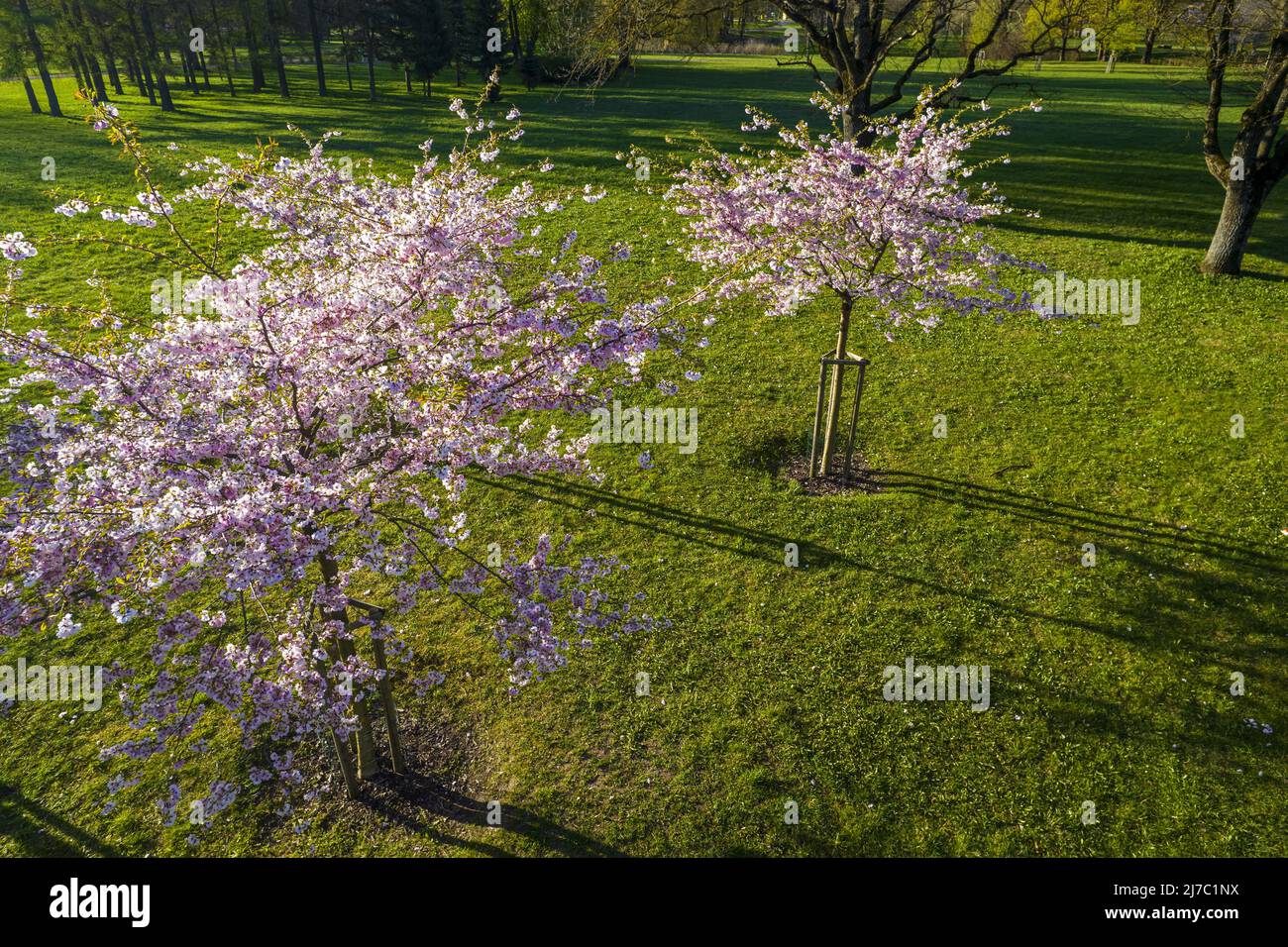 Aerial view of beautiful cherry blossoms in park. Drone photo of sakura ...