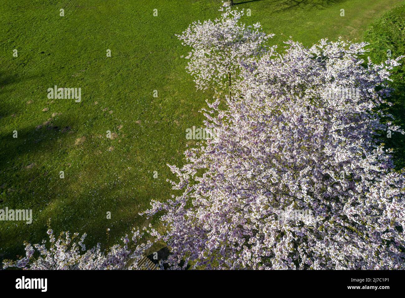 Aerial view of beautiful cherry blossoms in park. Drone photo of sakura ...