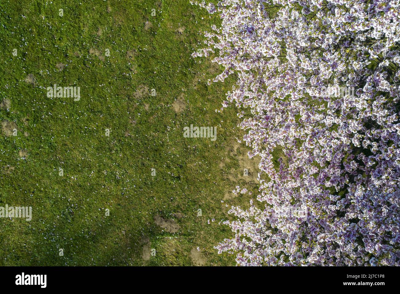 Aerial view of beautiful cherry blossoms in park. Drone photo of sakura ...
