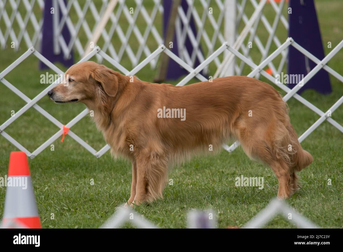 Golden Retriever standing ready Stock Photo - Alamy