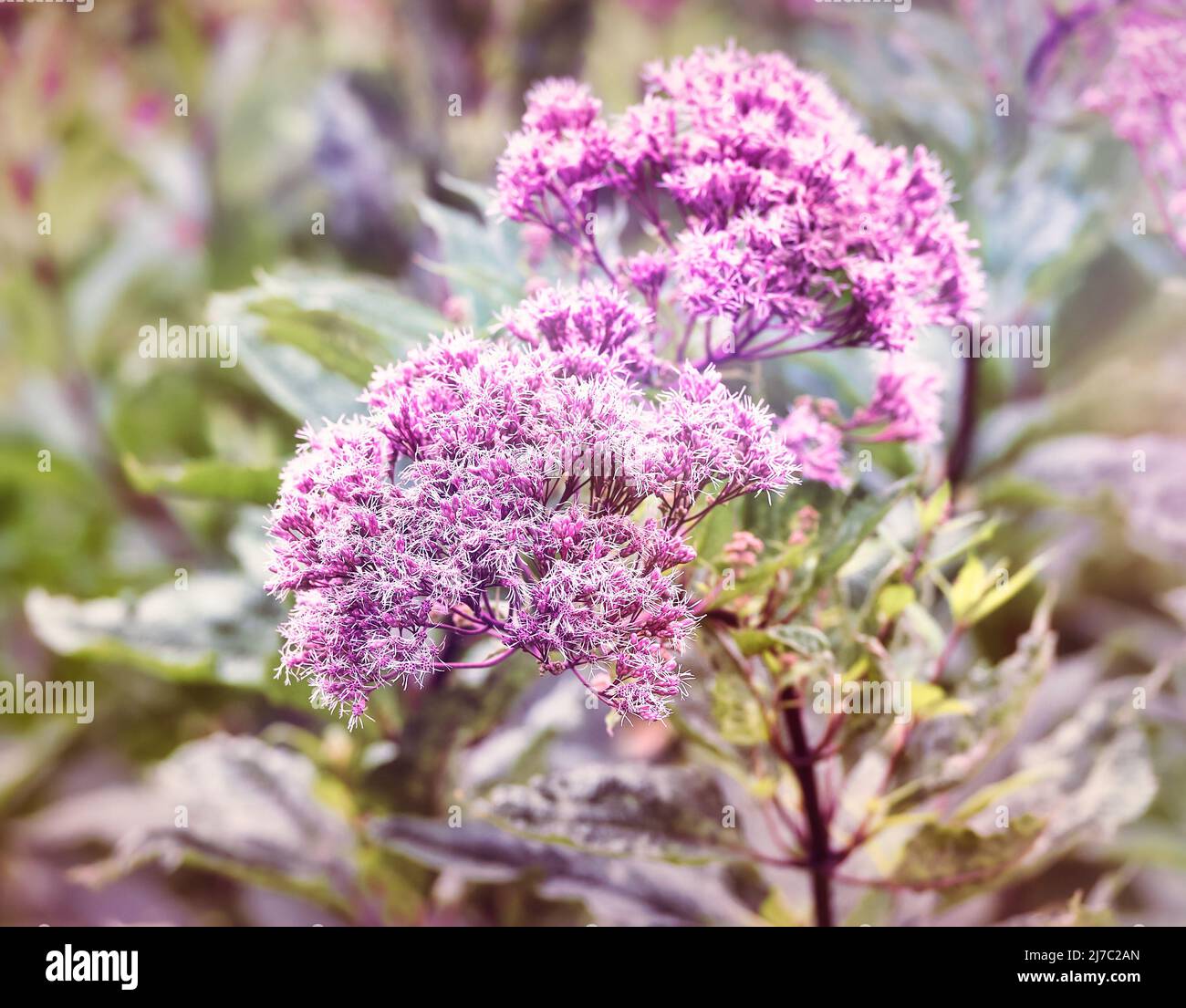 Nature background with spring flowers. Selective and soft focus Stock ...