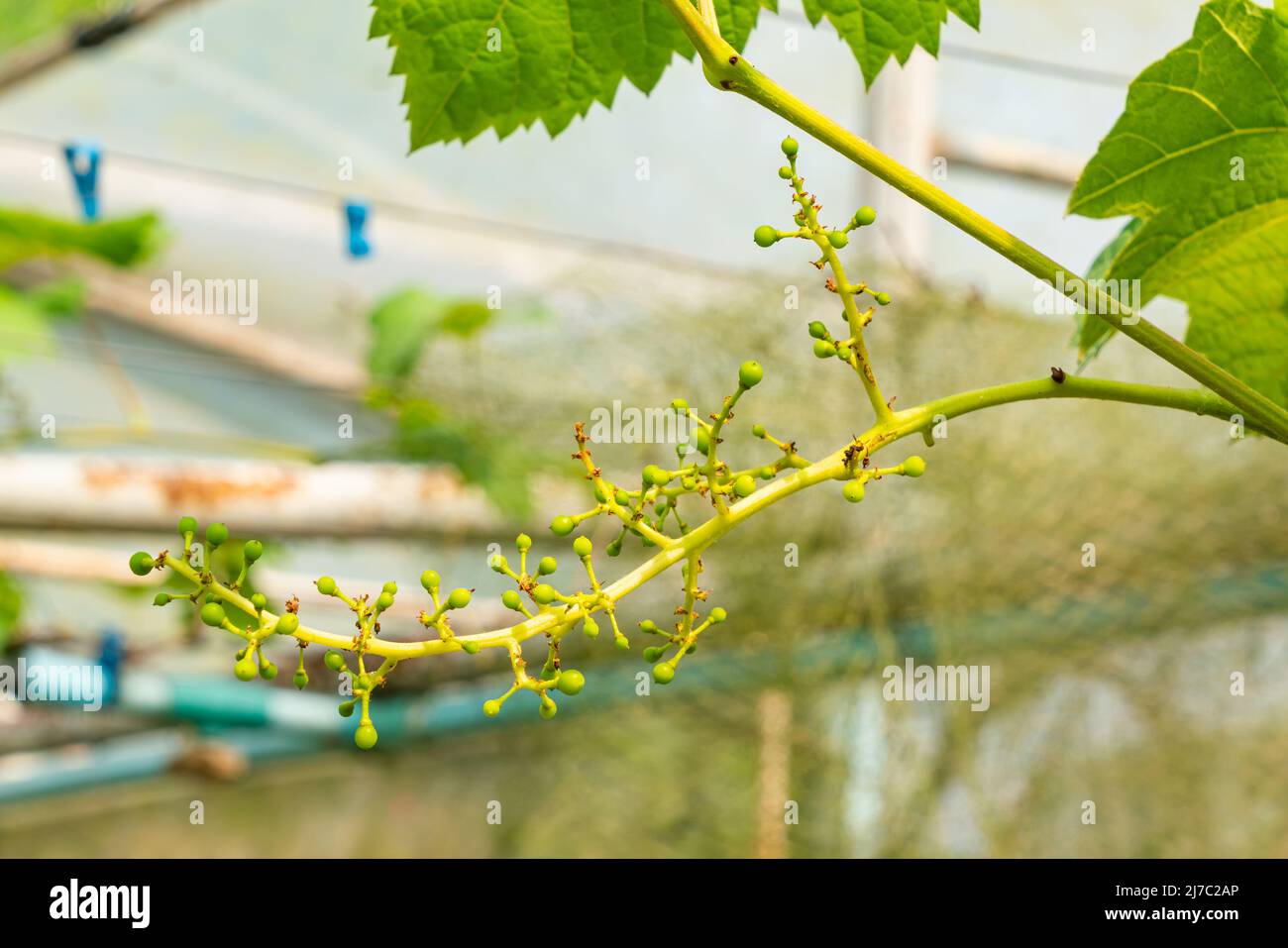 Growing grapes collection. Small bunch of growing young grapes berries ...