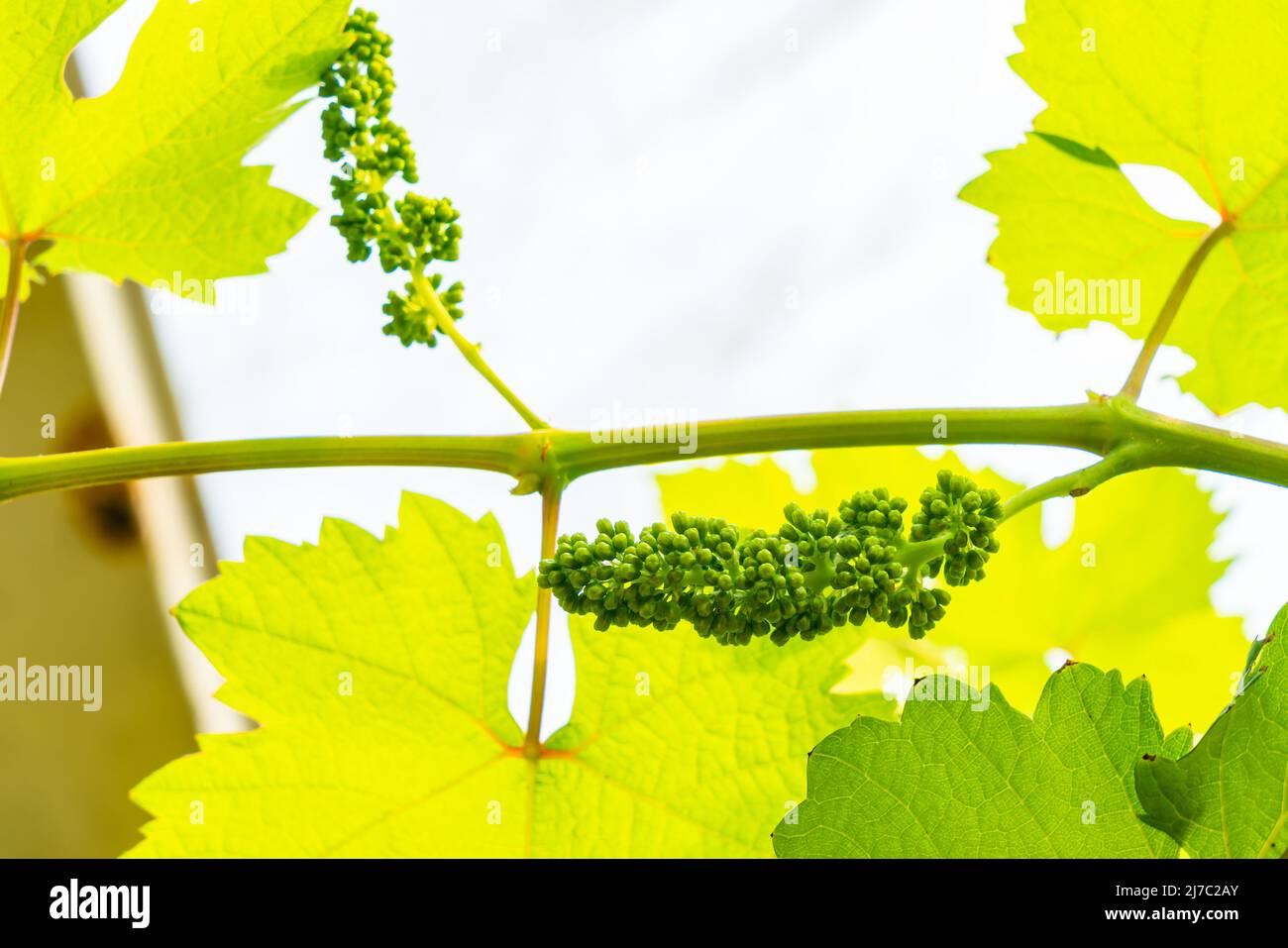 Growing grapes collection. Grape flower bud on a vine. Young green ...