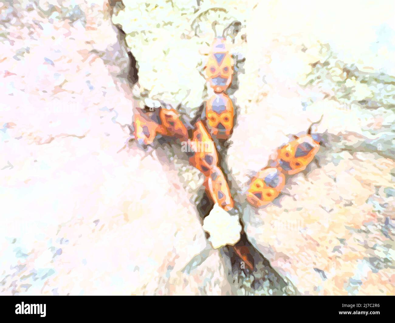 Stones and beetles burial ground for backgrounds or textures. Red-black ...