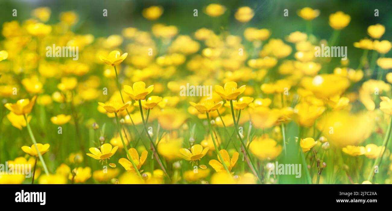 Wild yellow spring flowers. Springtime yellow wild flowers in green ...