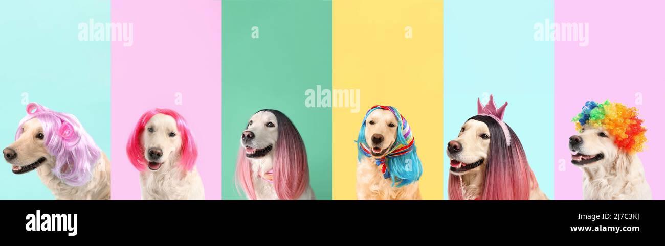 Collage with funny Labrador dog in different wigs on colorful ...