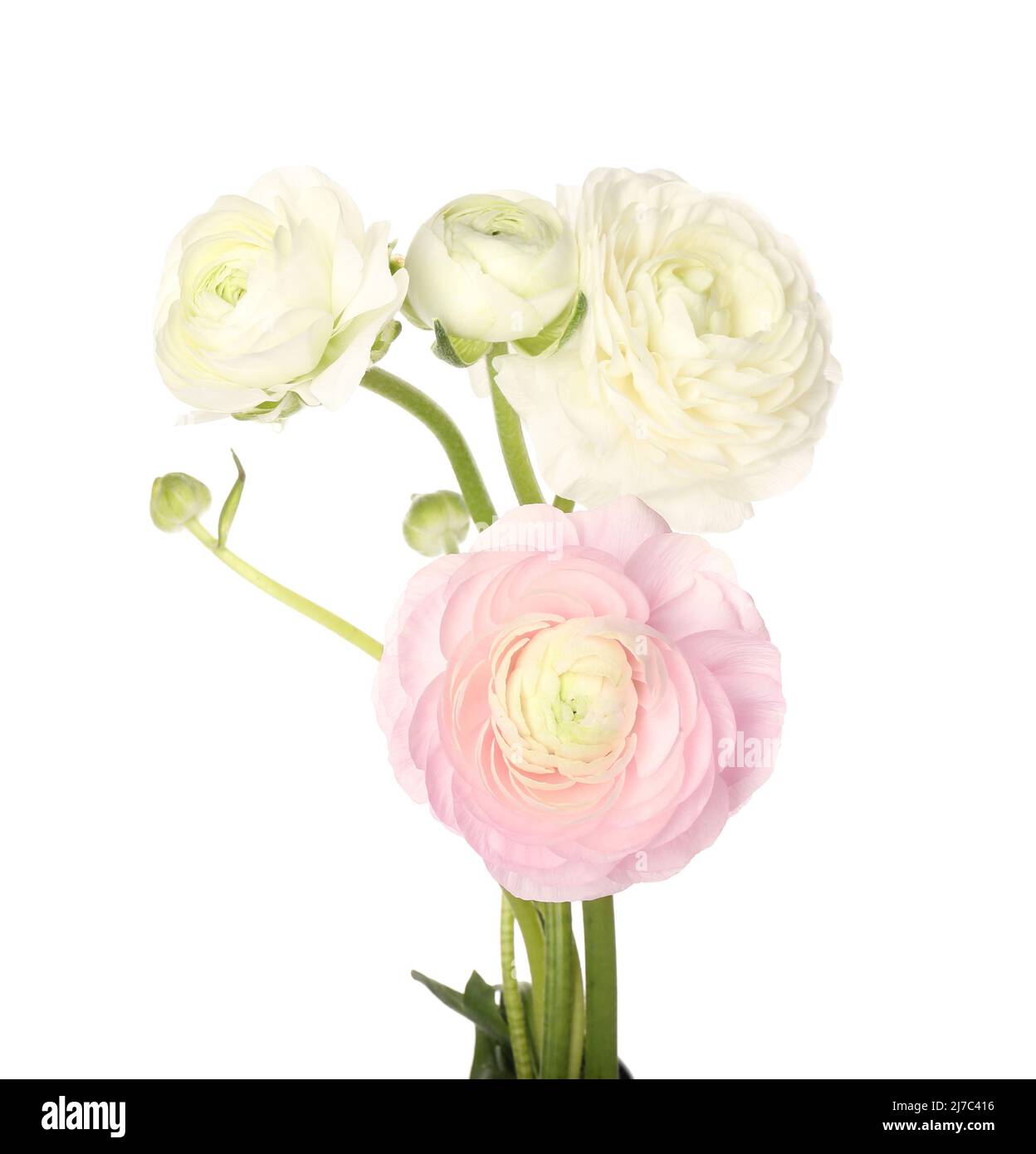 Bouquet of beautiful ranunculus flowers isolated on white background ...