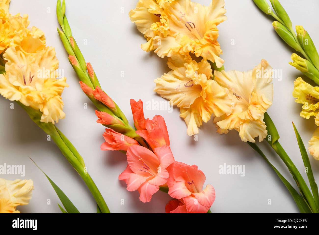 Beautiful gladiolus flowers different hi-res stock photography and ...