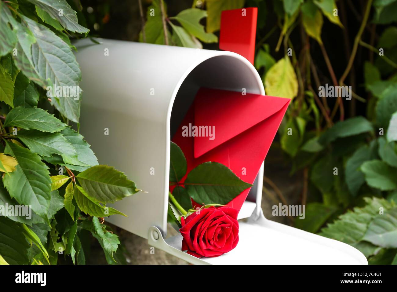 Mail box with envelope and rose flower outdoors, closeup Stock Photo ...