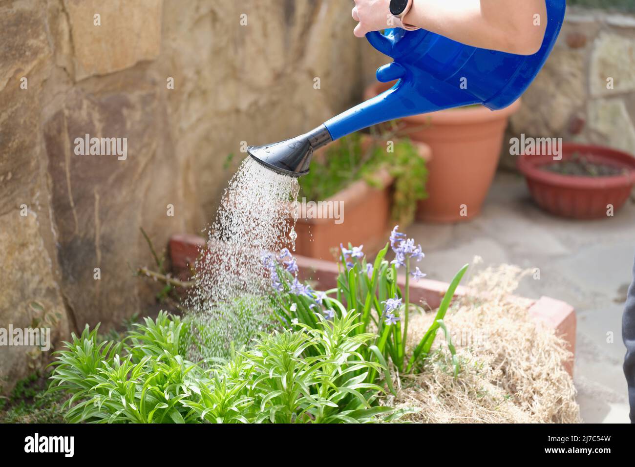 Closeup of water pouring from watering can into flower bed Stock Photo ...