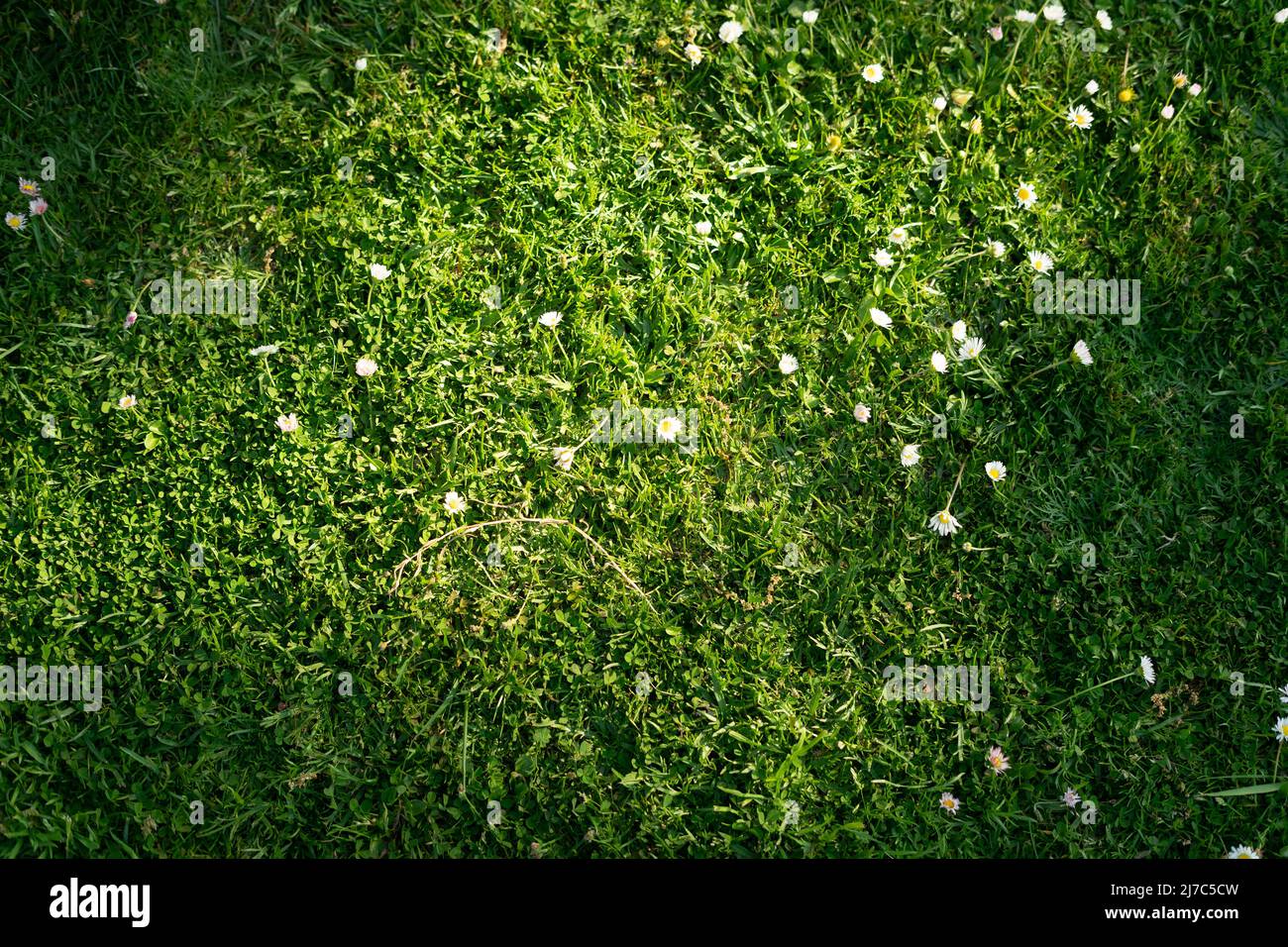 Wild Grass Texture Texture JPEG Grass Wild Green