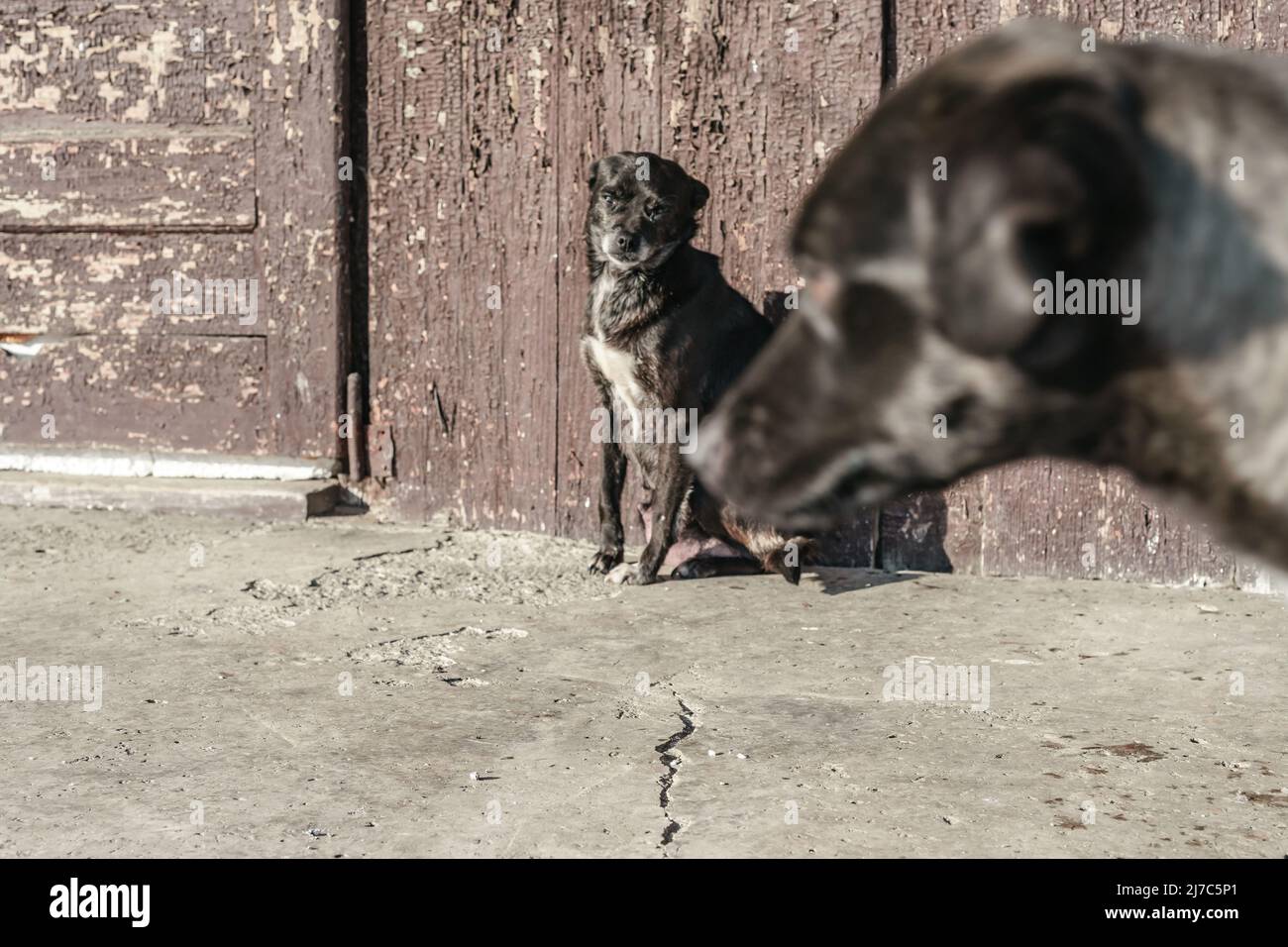 Two old dogs. Mother and daughter. Pets in the yard Stock Photo - Alamy