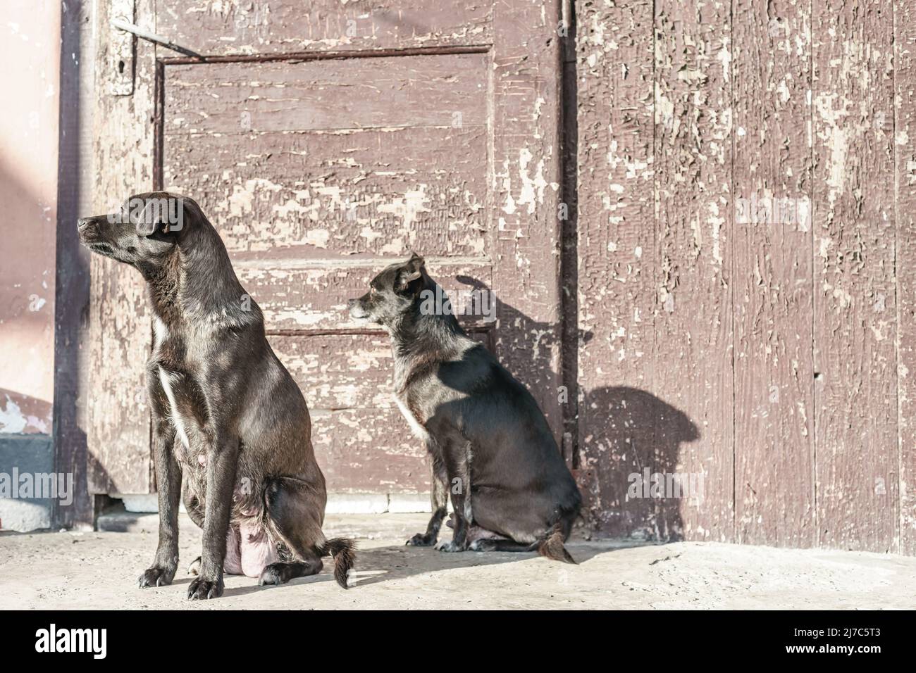 Two old dogs. Mother and daughter. Pets in the yard Stock Photo - Alamy