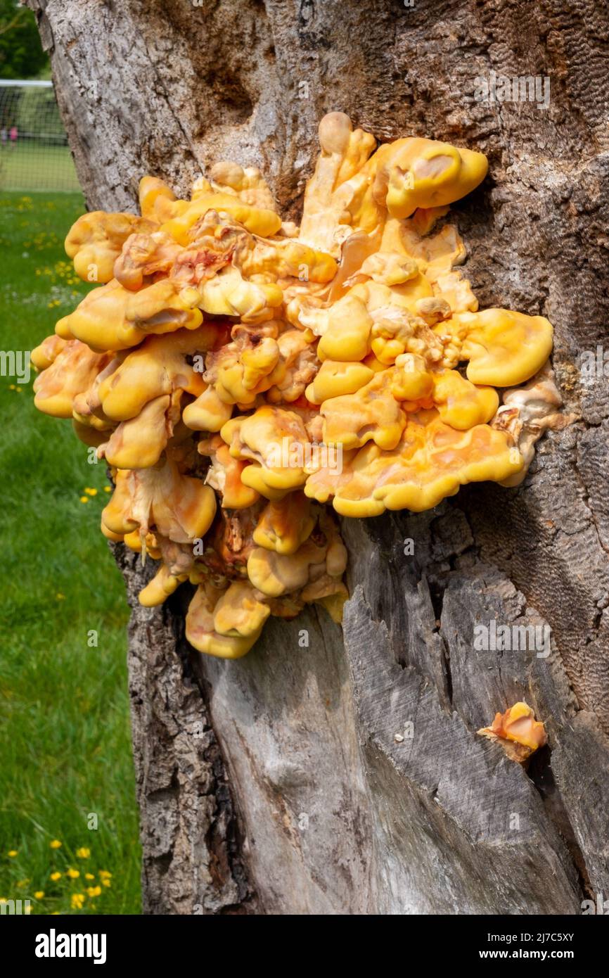 Chicken of the Woods fungus, Oxford Stock Photo - Alamy