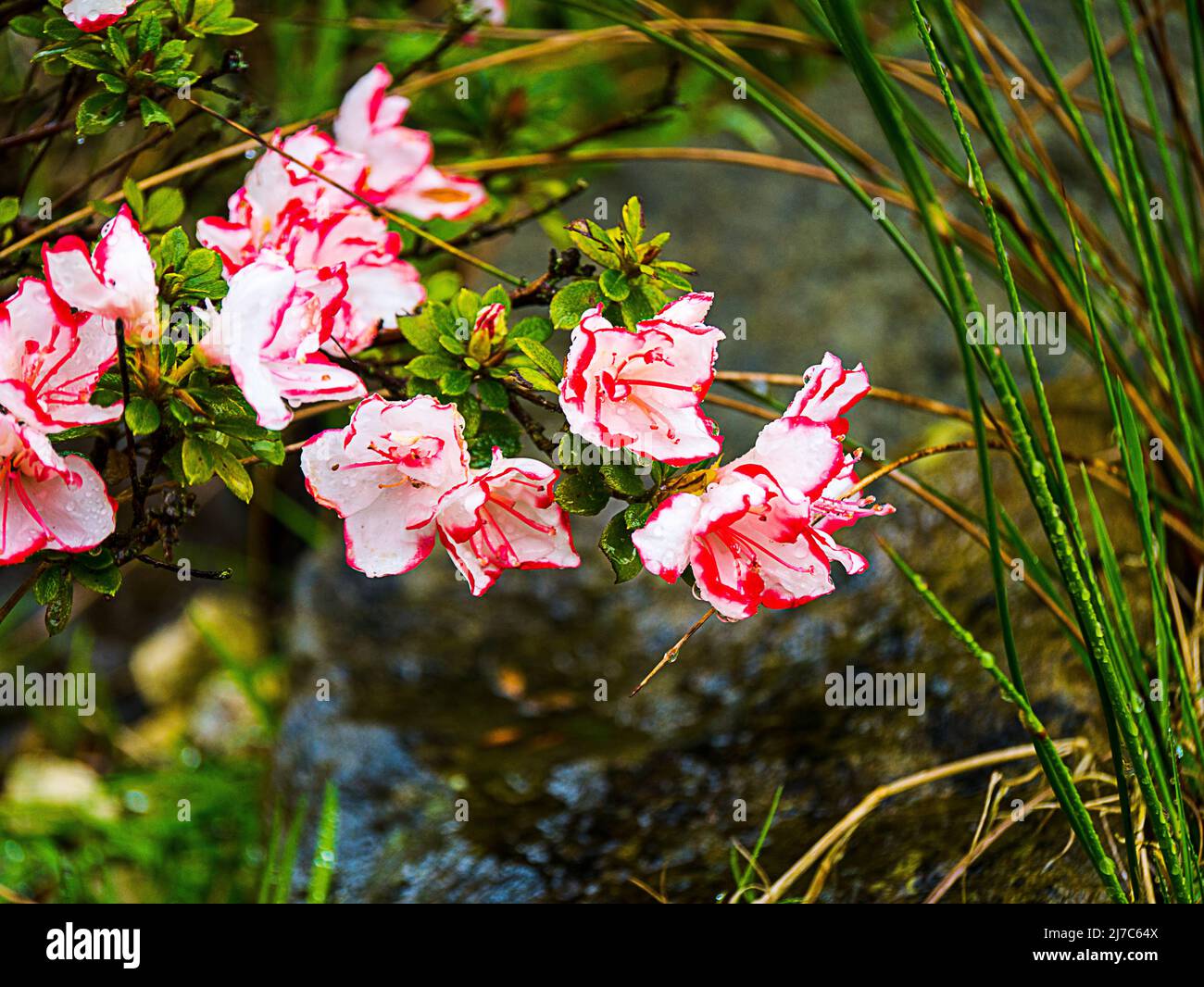 Azaleas belong to the Rhododendron genus, and they are members of the ...