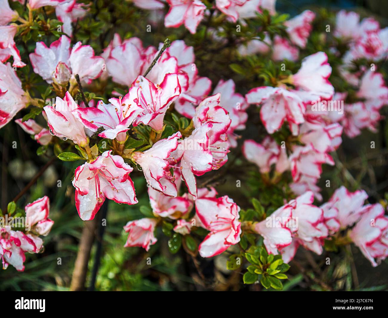 Azaleas belong to the Rhododendron genus, and they are members of the ...